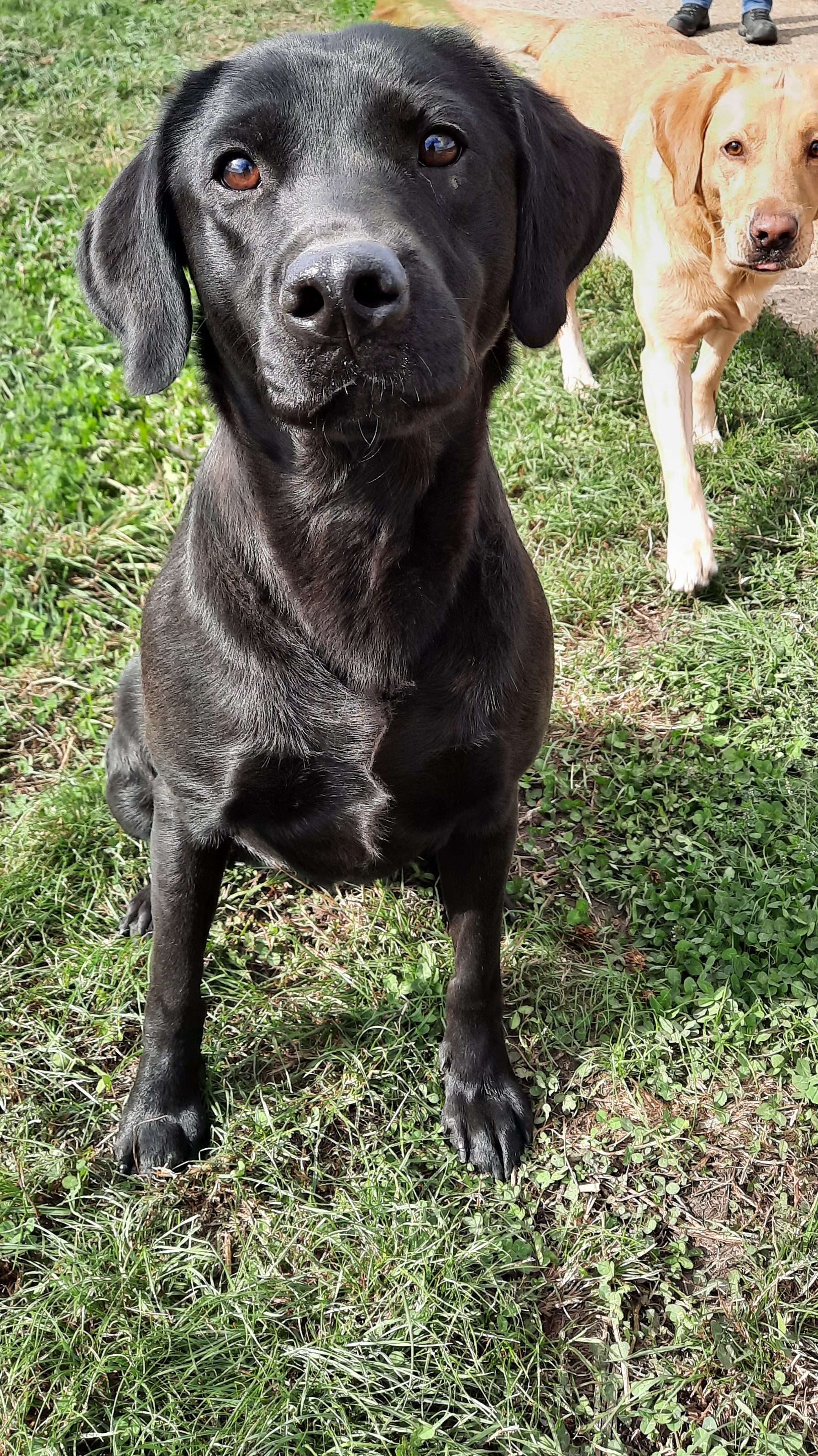 Willow – Black Labrador – Russbaca Retrievers