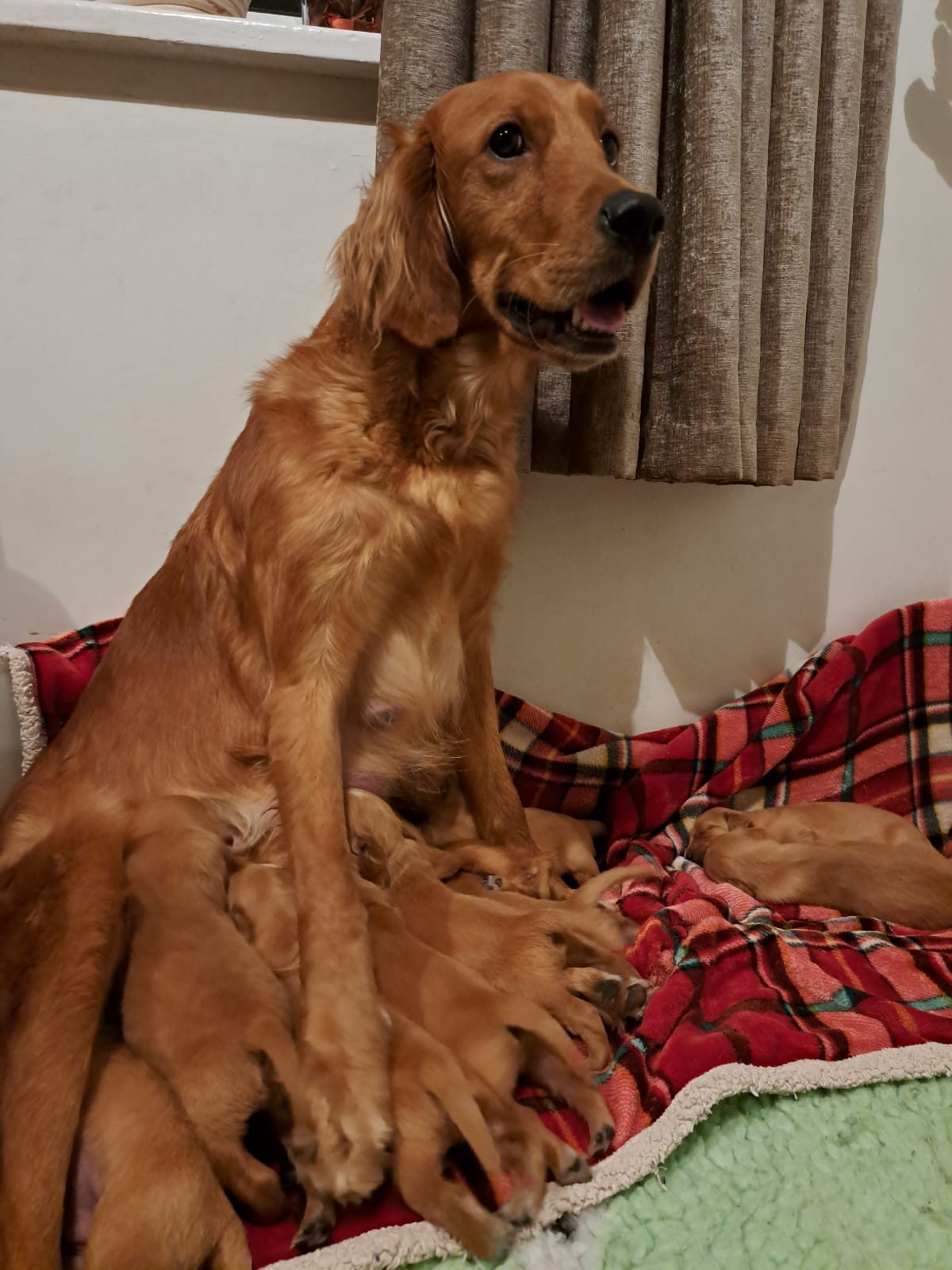 Piper – Golden Retriever Puppies SOLD – Russbaca Retrievers